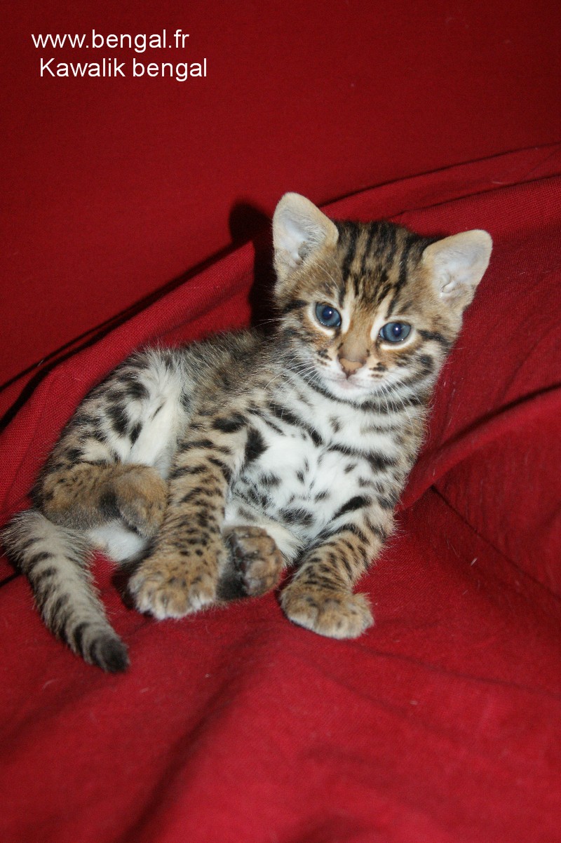 KAWALIK MAYIL, F1 bengal