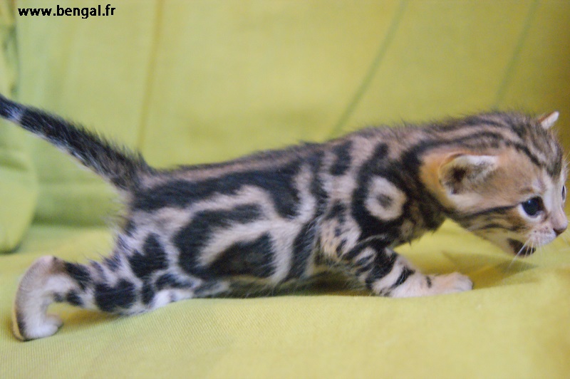 chatons bengal marble, KAWALIK BENGAL