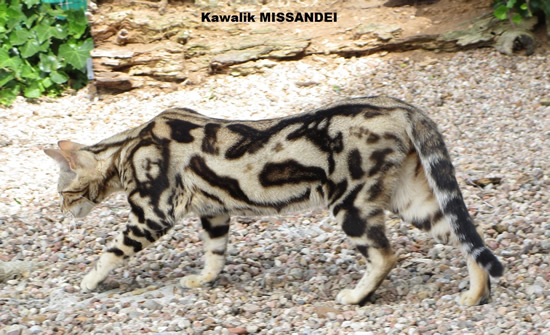 photos bengal marble, KAWALIK BENGAL