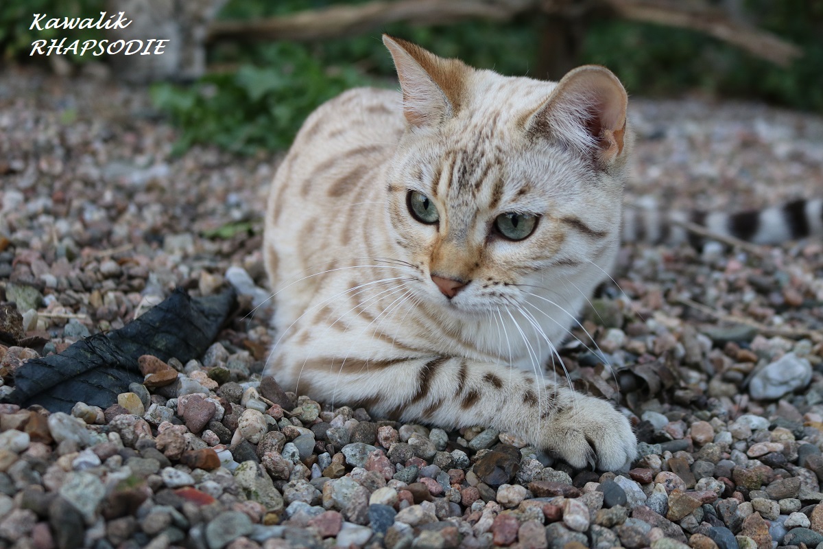 elevage chat bengal, KAWALIK BENGAL