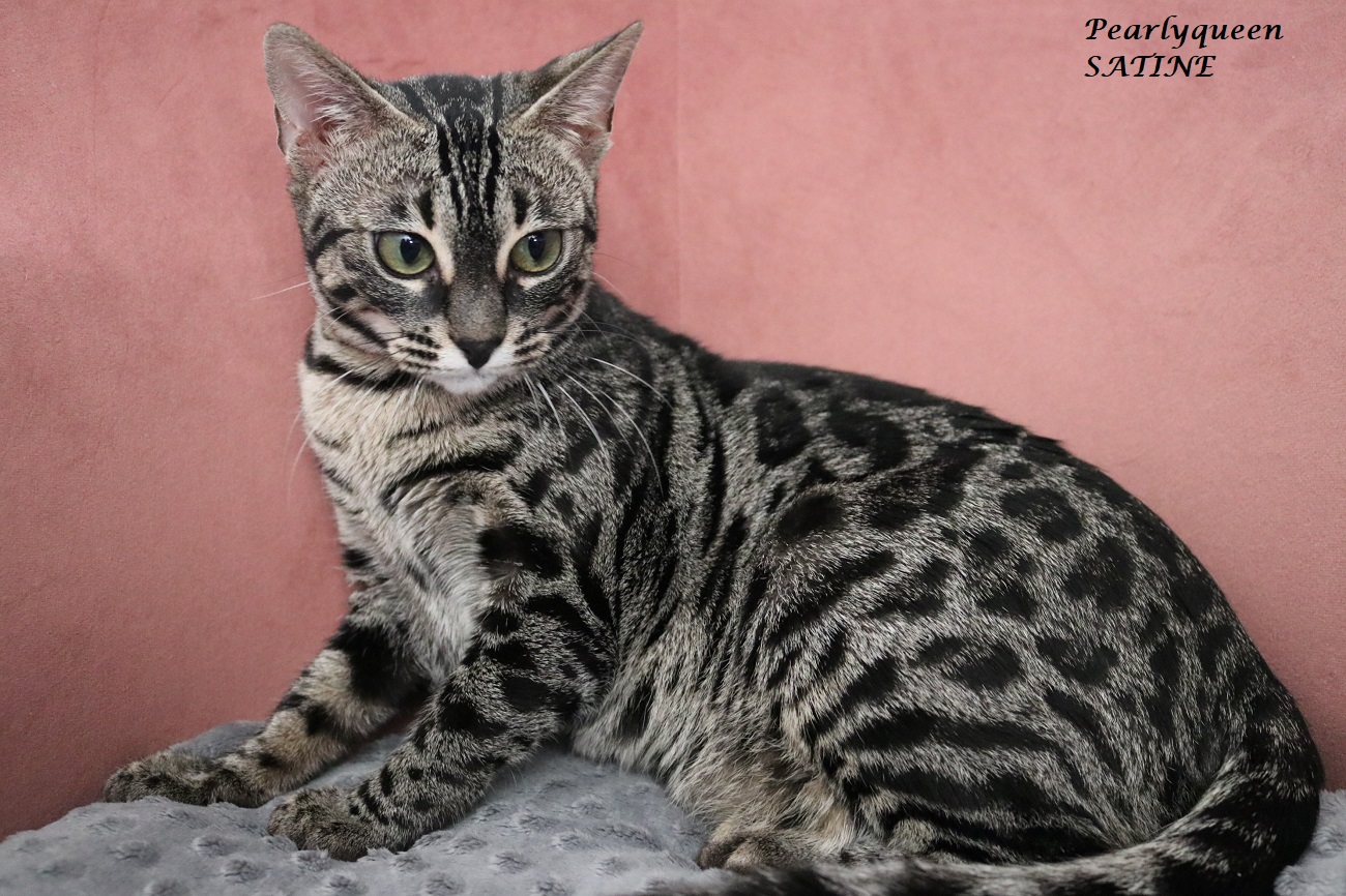 elevage chat bengal, KAWALIK BENGAL