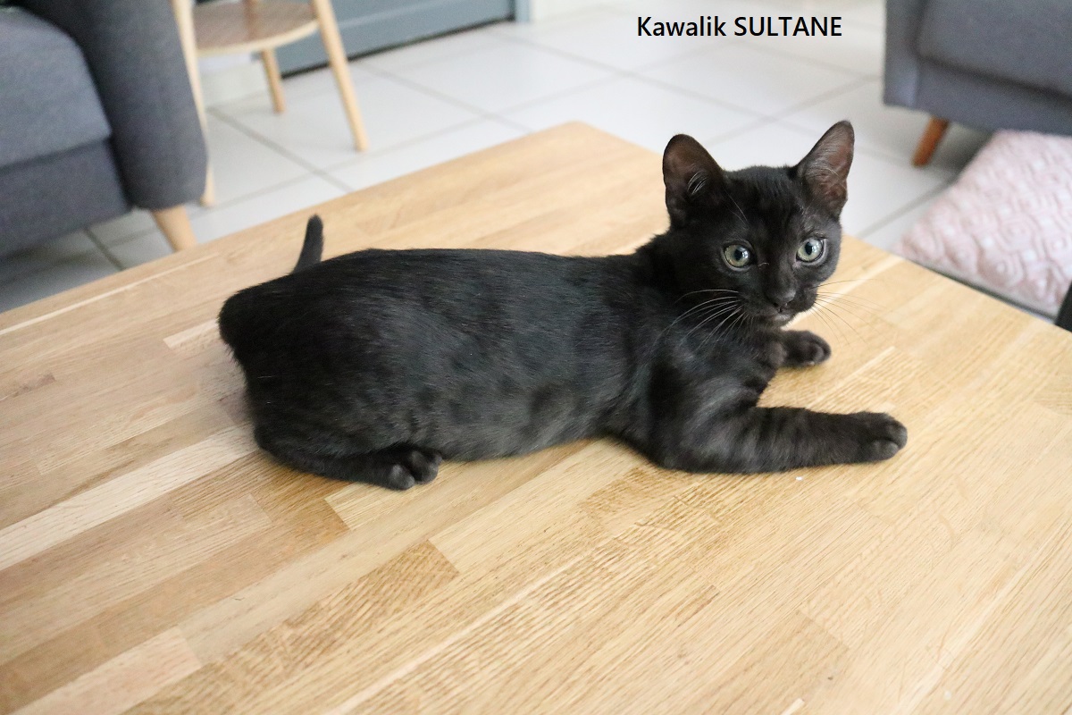 elevage chat bengal, KAWALIK BENGAL