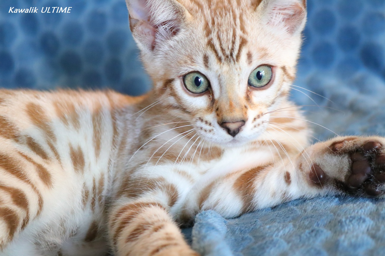 chatons bengal a vendre, KAWALIK BENGAL