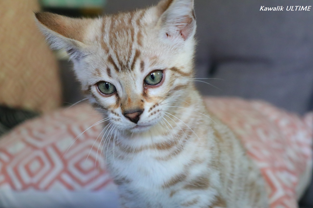 chatons bengal a vendre, KAWALIK BENGAL