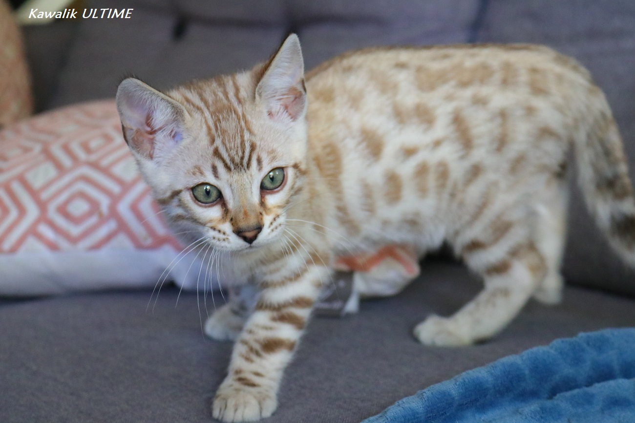 chatons bengal a vendre, KAWALIK BENGAL