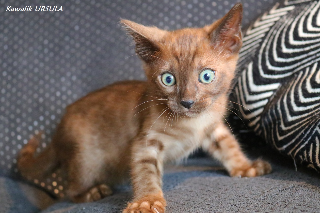 chatons bengal a vendre, KAWALIK BENGAL