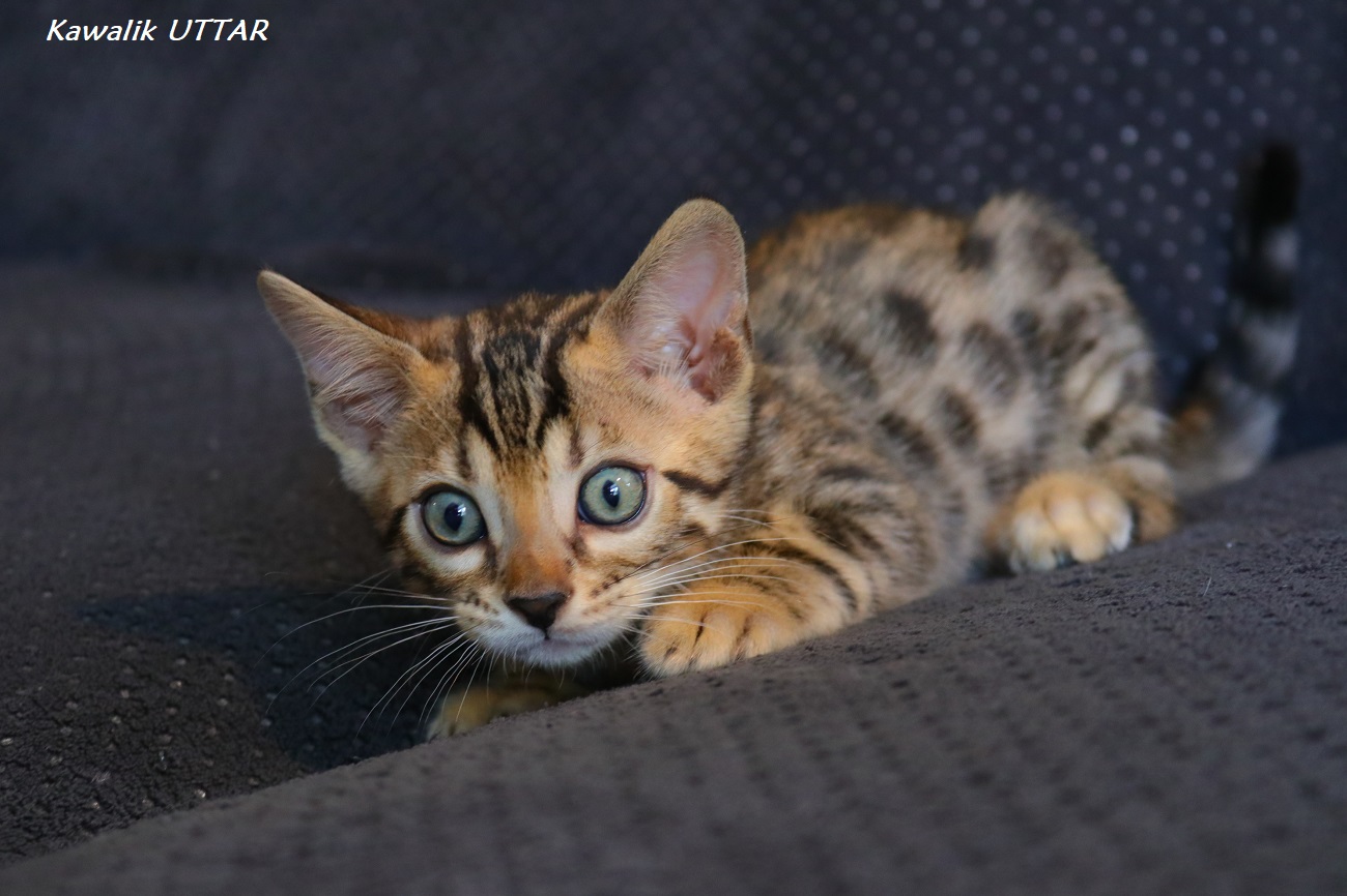 chatons bengal a vendre, KAWALIK BENGAL