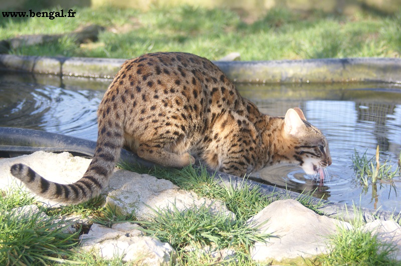 KAWALIK MAYIL, F1 bengal