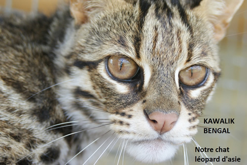 KORFOU, chat leopard