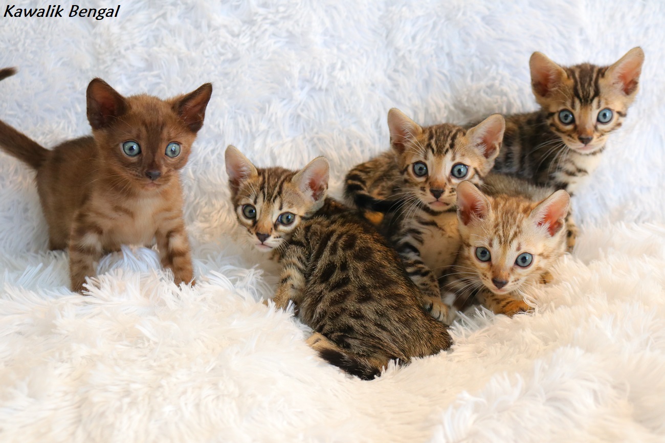 elevage chat bengal, KAWALIK BENGAL