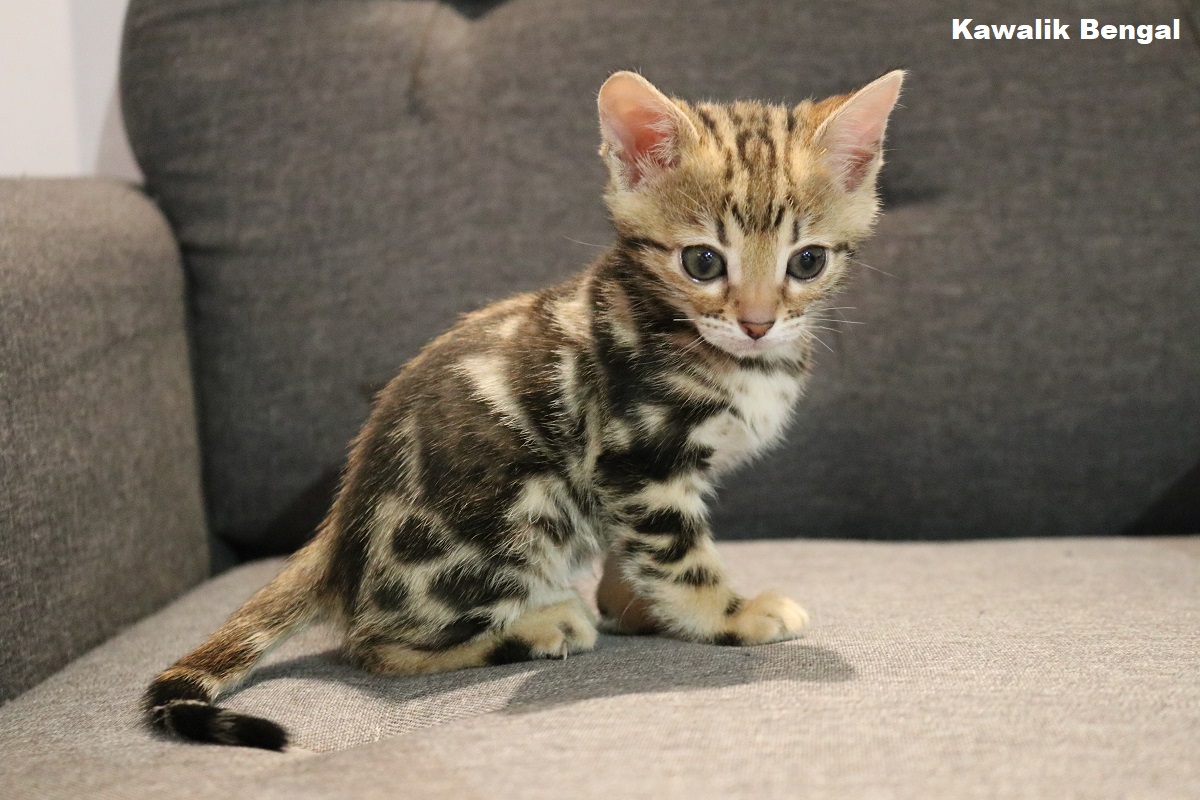 chatons bengal marble, KAWALIK BENGAL