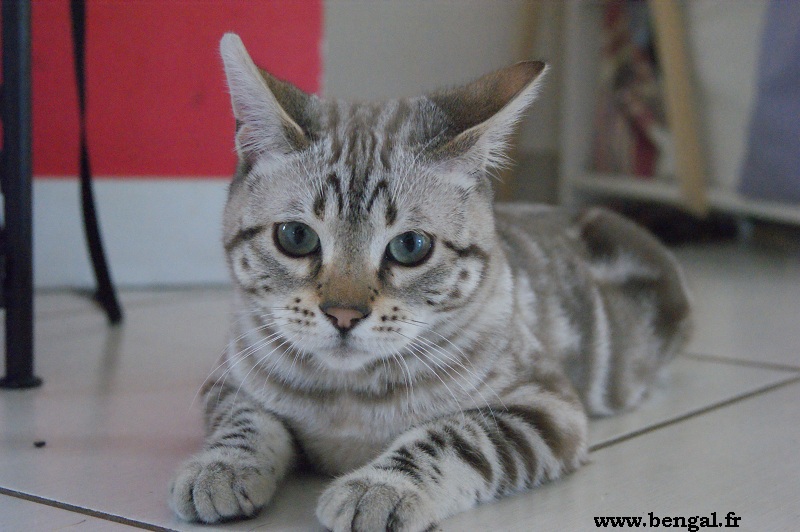 chatons bengal a vendre, KAWALIK BENGAL