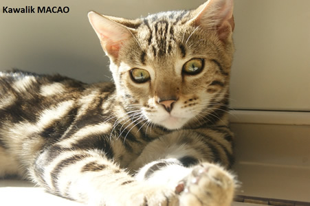 standard et couleur du bengal