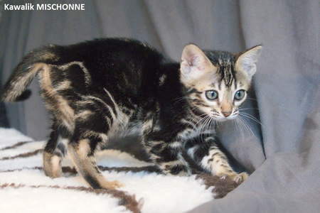 standard et couleur du bengal