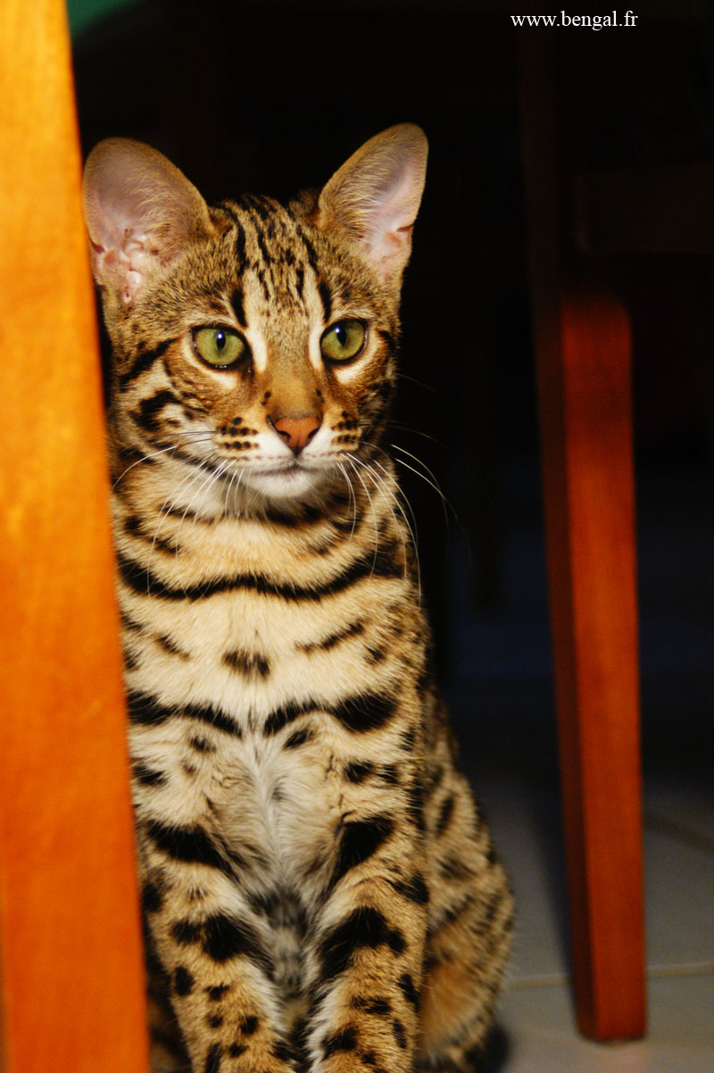 chat leopard d'asie, kawalik bengal